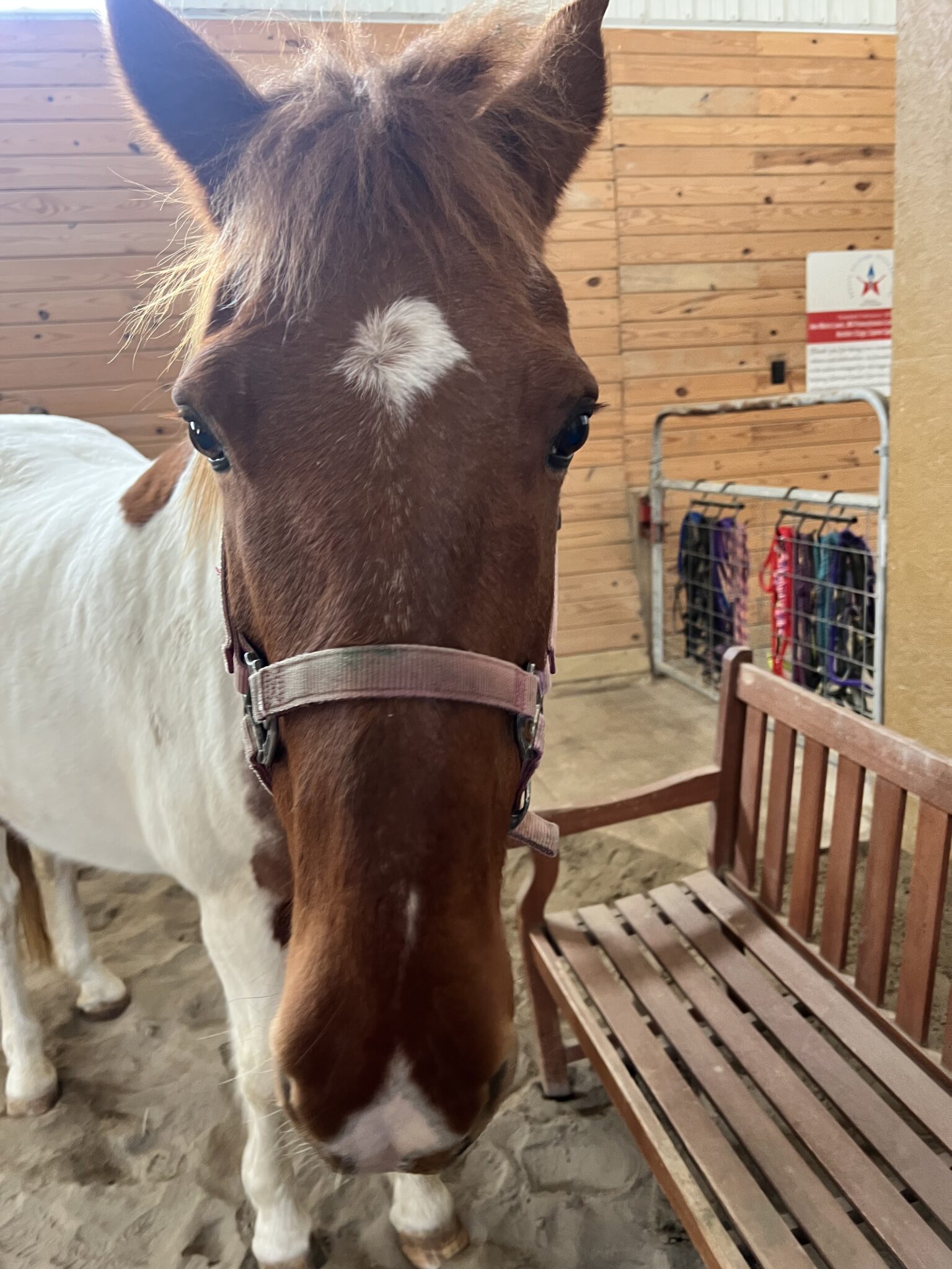 Equines for Freedom – Horses Helping Heal Veterans & First Responders ...